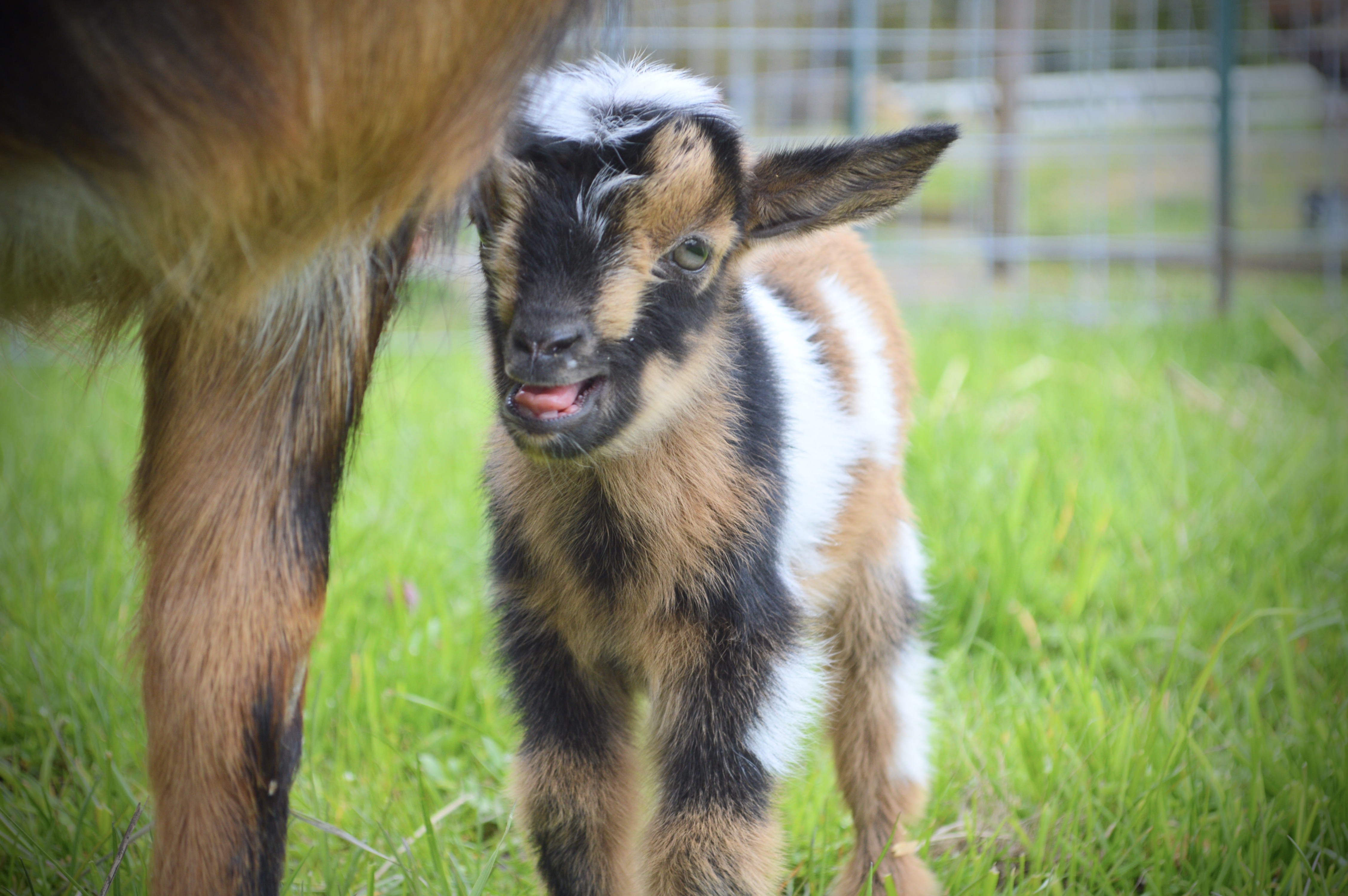 Four wethers available! – Smiling Goat Farm