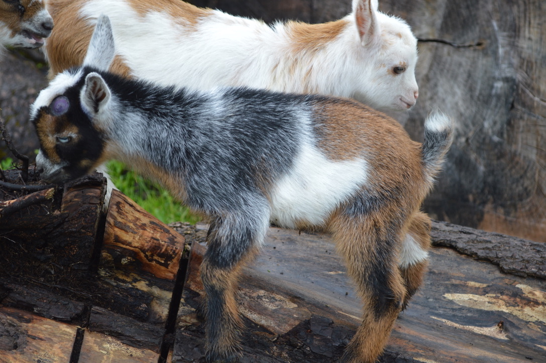 Four wethers available! – Smiling Goat Farm