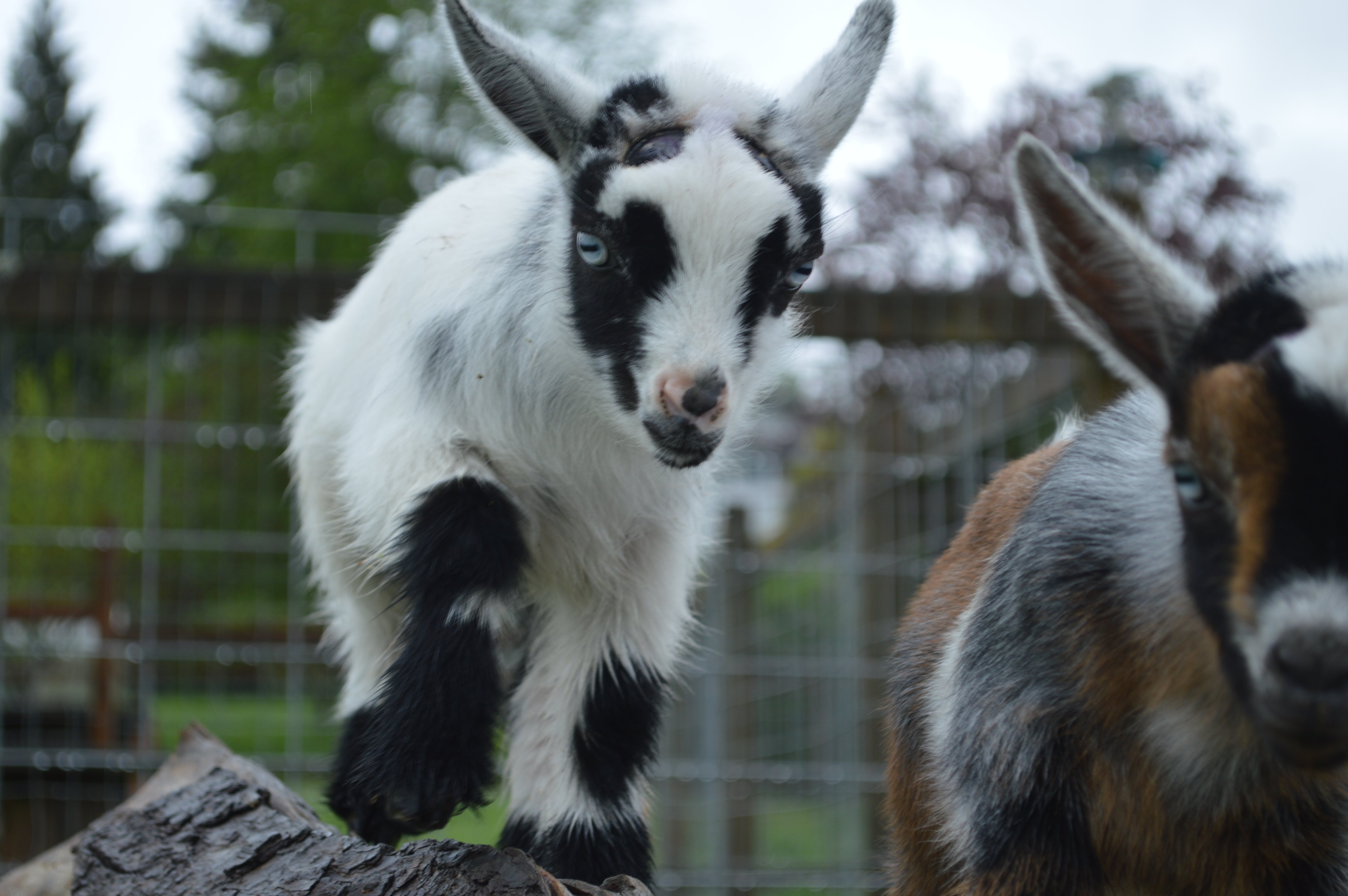Four wethers available! – Smiling Goat Farm