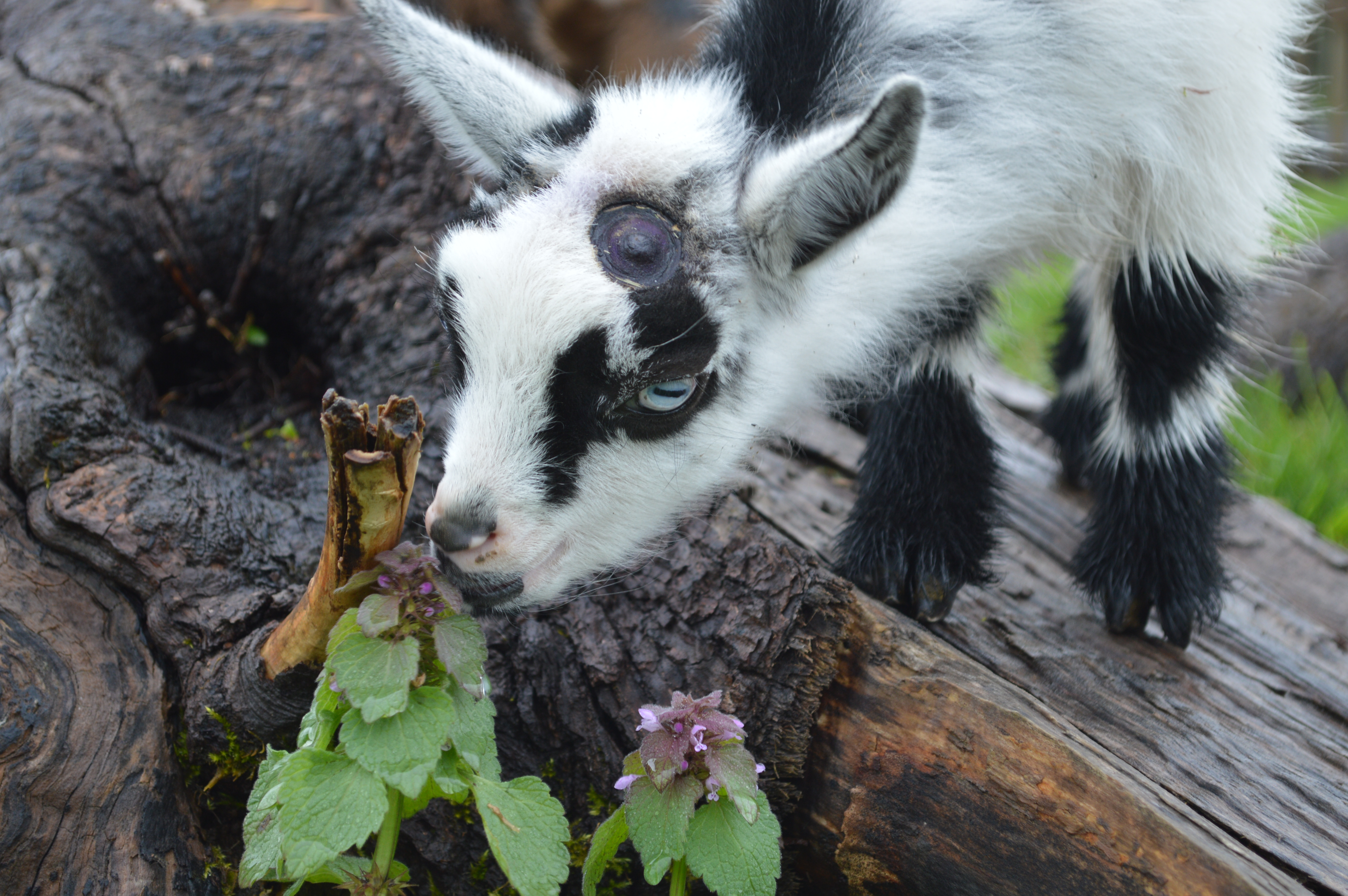 Four wethers available! – Smiling Goat Farm
